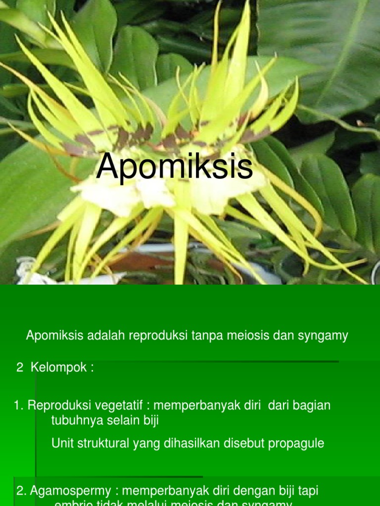 Apomiksis | PDF