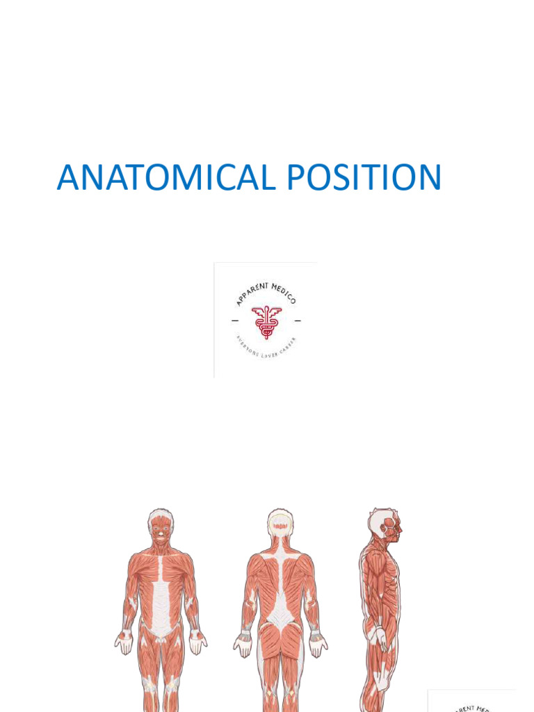 Anatomical Position | PDF