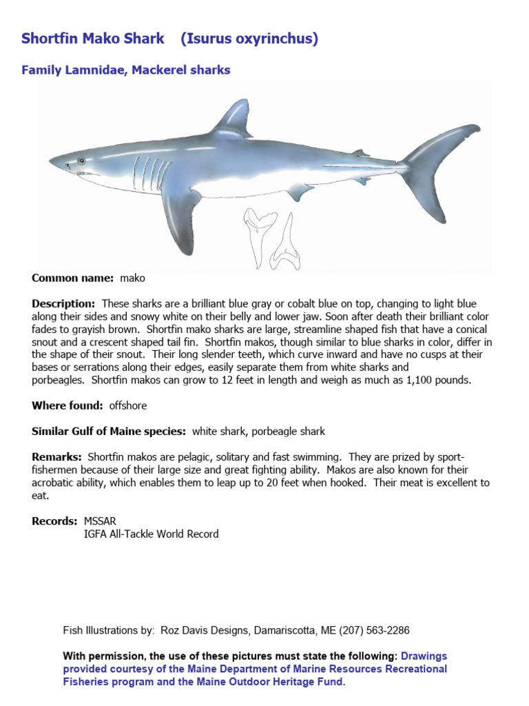 Shortfin Mako Shark Overview | PDF