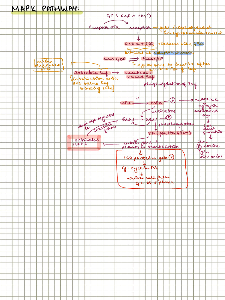 MAP Kinase | PDF