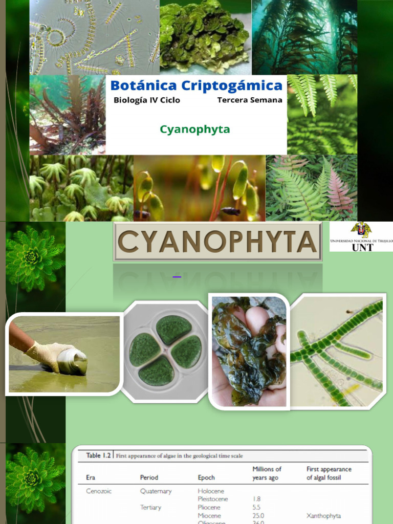 Teoría CYANOPHYTA | PDF | Cianobacterias | Biología