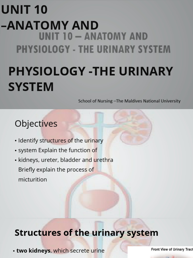 Unit 10 A P OF THE URINARY SYSTEM - PPTX | PDF | Kidney | Urinary ...
