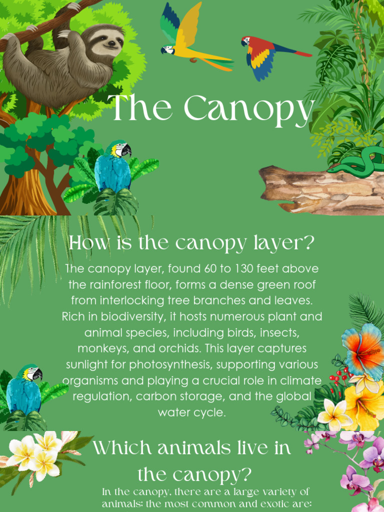 Exploring the Rainforest Canopy Layer | PDF