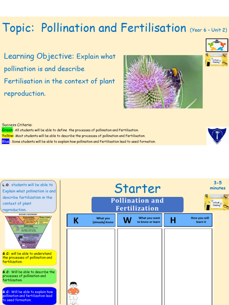 2 Year 6 - Term 1 - Week 10 (Pollination and Fertilization) | PDF ...