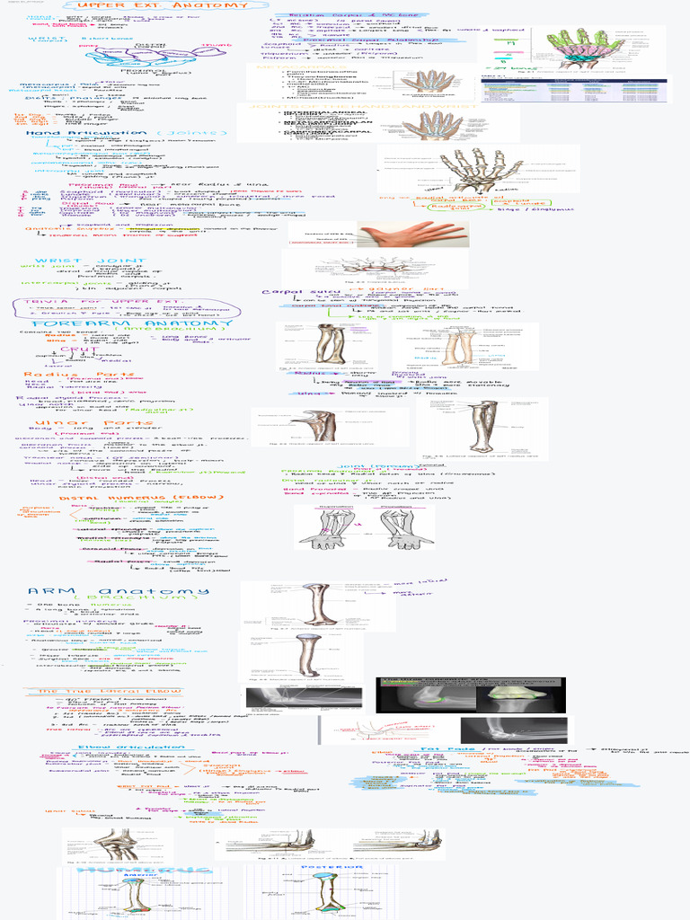 2.1 Upper Ex. Anatomy | PDF