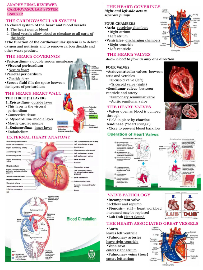 Cardiovascular System | PDF | Heart | Heart Valve