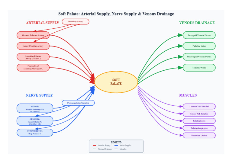 Soft Palate: Anatomy & Supply Overview | PDF