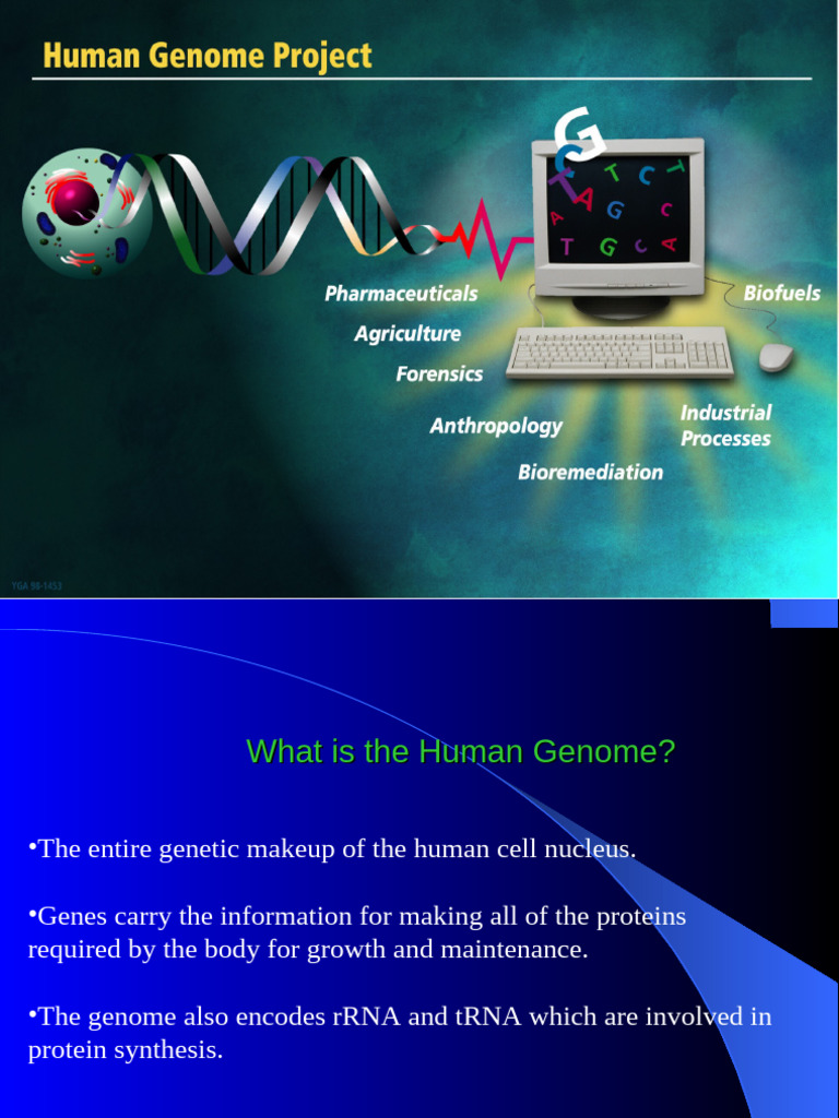 Human Genome Project | PDF | Complementary Dna | Dna Sequencing