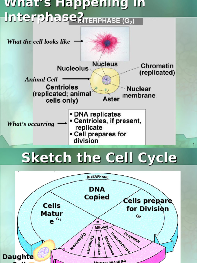 Cell Cycle & Cell Division - HTM | PDF | Meiosis | Ploidy