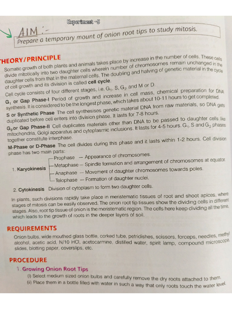 XII BIO Exp No 5 Onion Root Tip | PDF