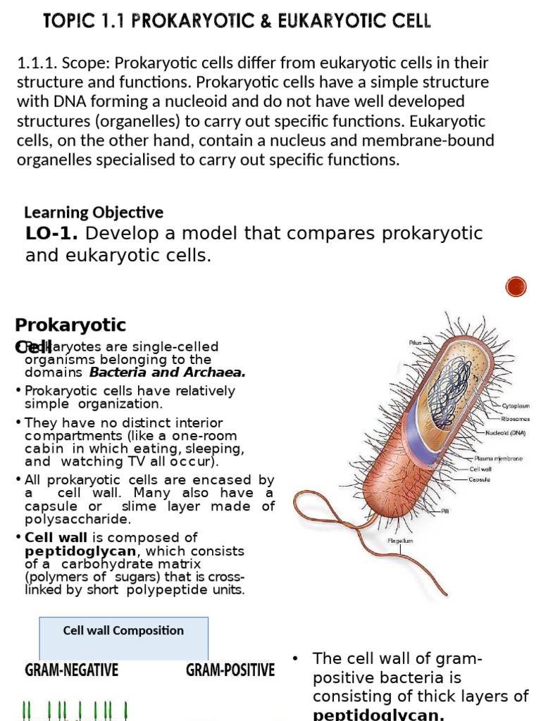 Prokaryotic Vs Eukaryotic Cells | PDF | Cell (Biology) | Ribosome