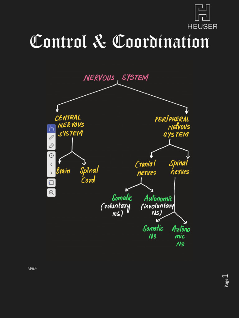 4 Coordination | PDF | Muscle | Anatomy