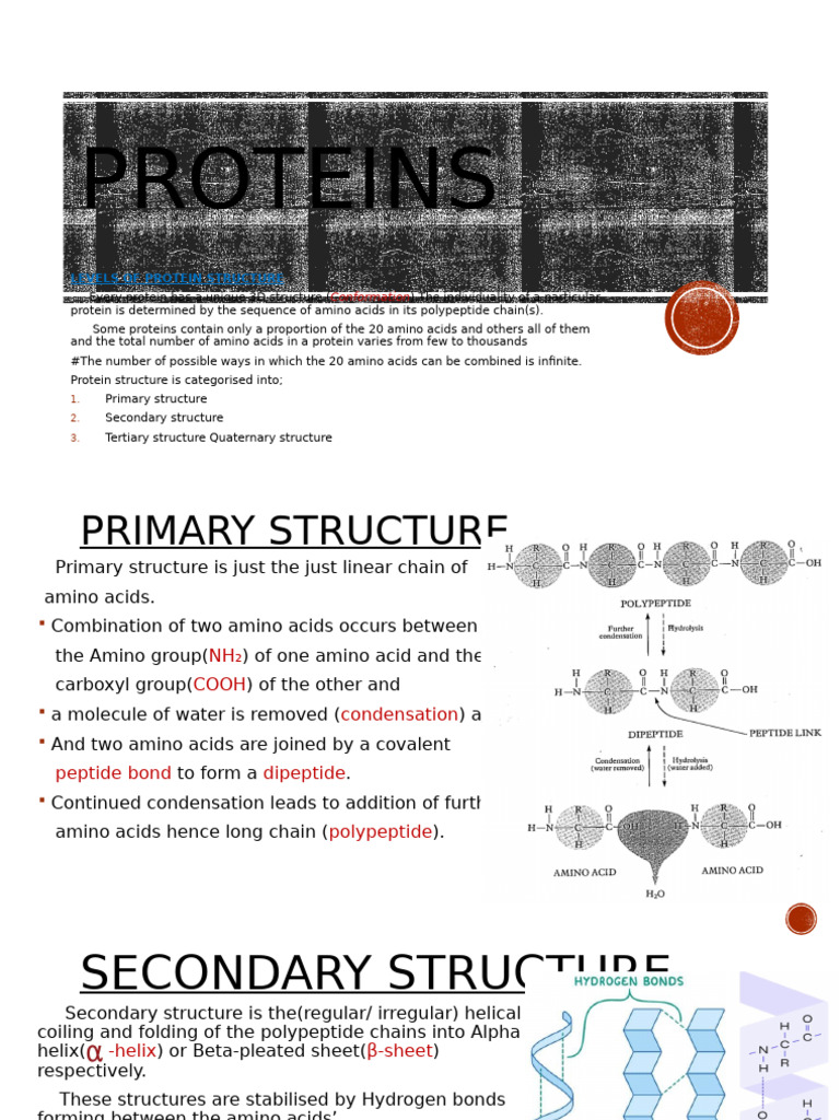 Levels of Protein Structure | PDF | Protein Structure | Alpha Helix