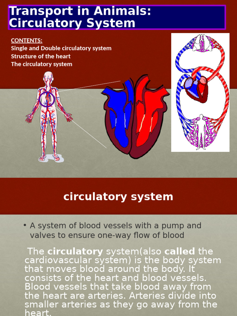 Unit 9 Circulatory System | PDF | Heart Valve | Atrium (Heart)