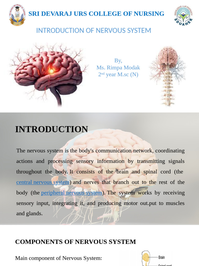 Overview of the Nervous System | PDF | Nervous System | Central Nervous ...