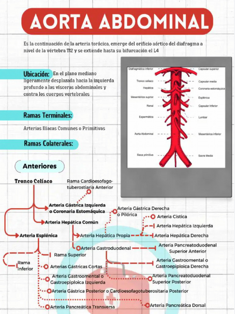 Aorta Abdominal | PDF