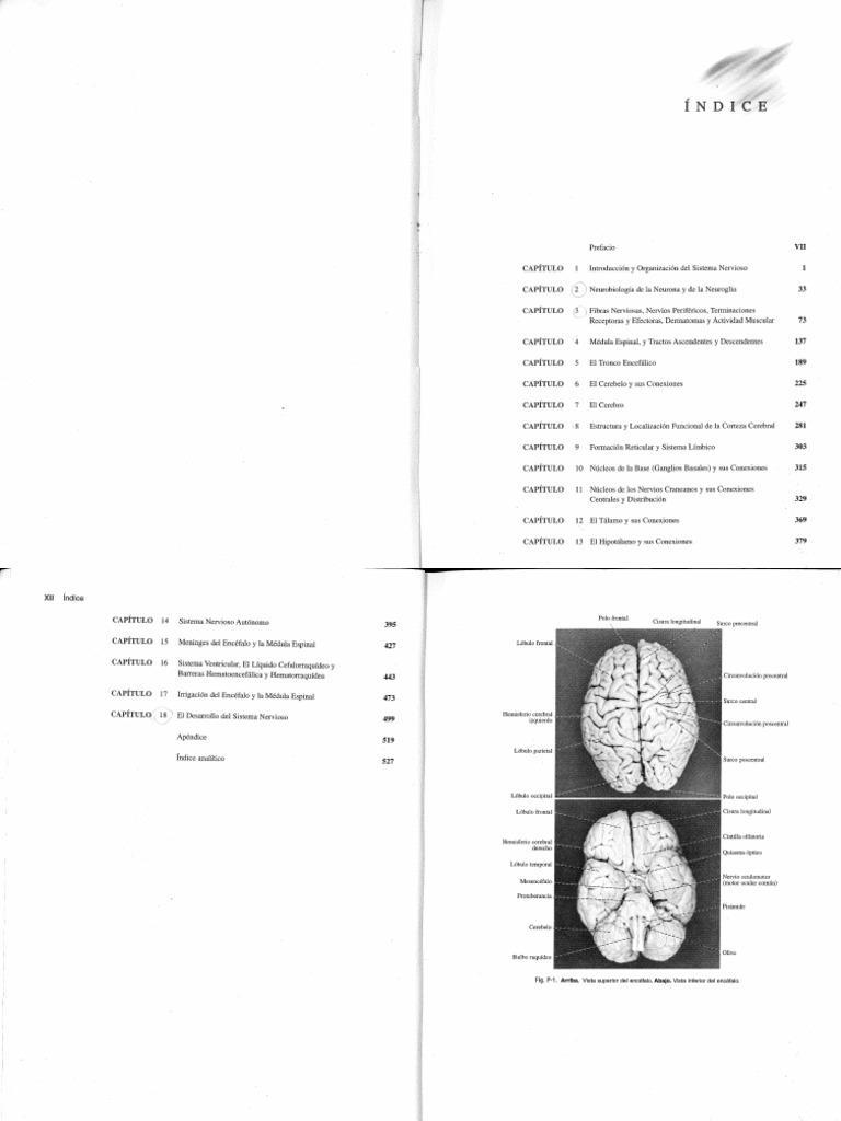 Snell-Neuroanatomía clínica-cap1,2,5,6,7,8,10,16-2-114 | PDF