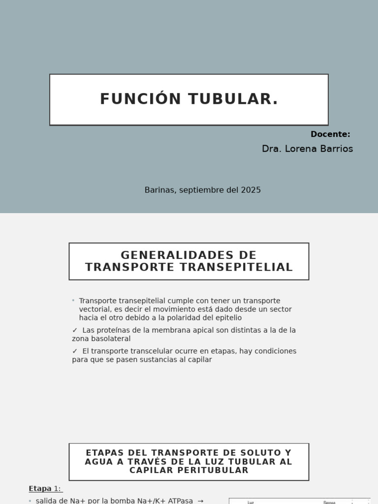 Transporte Tubular Renal y Reabsorción | PDF | Riñón