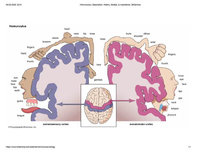 Homunculus - Description, History, Models, & Importance - Britannica ...