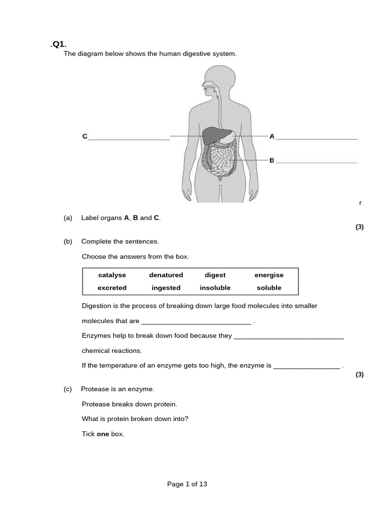 Human Digestive System and Enzymes Guide | PDF | Enzyme | Active Site