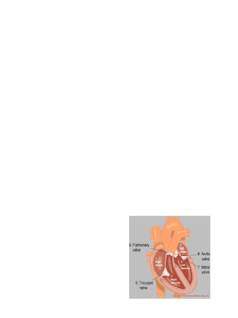 Cardio Intro | PDF | Heart | Circulatory System