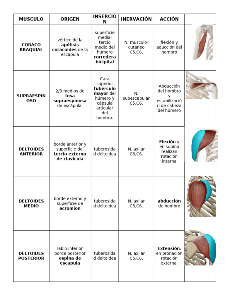 Anatomía y Funciones de los Músculos del Hombro y Brazo | PDF | Codo ...