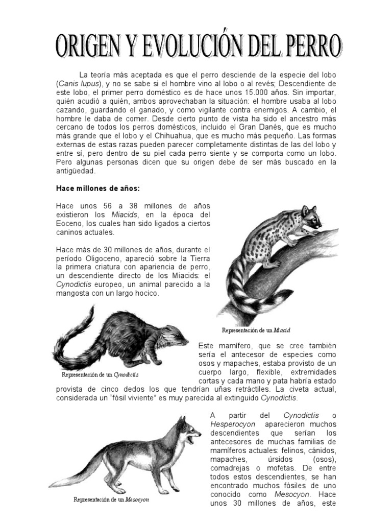 Evolución Del Perro | PDF | Perros | Osos