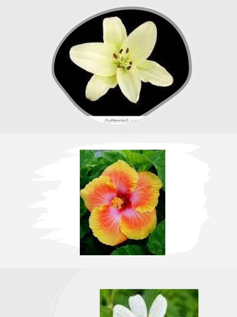Flower Types | PDF