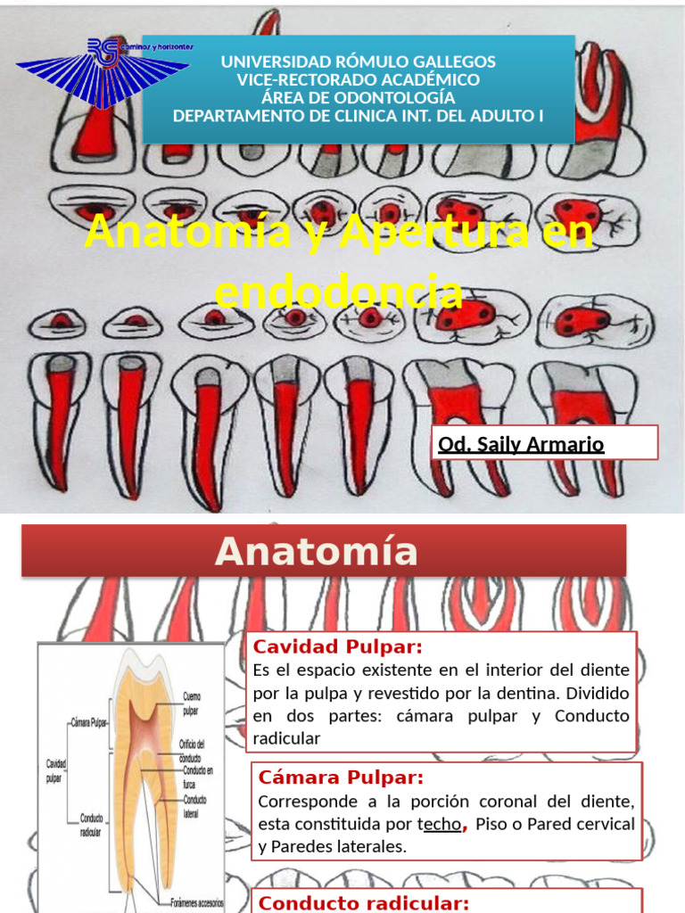 Anatomia y Apertura Clase 3 | PDF | Ramas de Odontología | Boca
