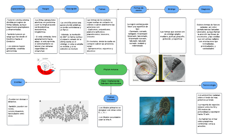Ammonoidea | PDF