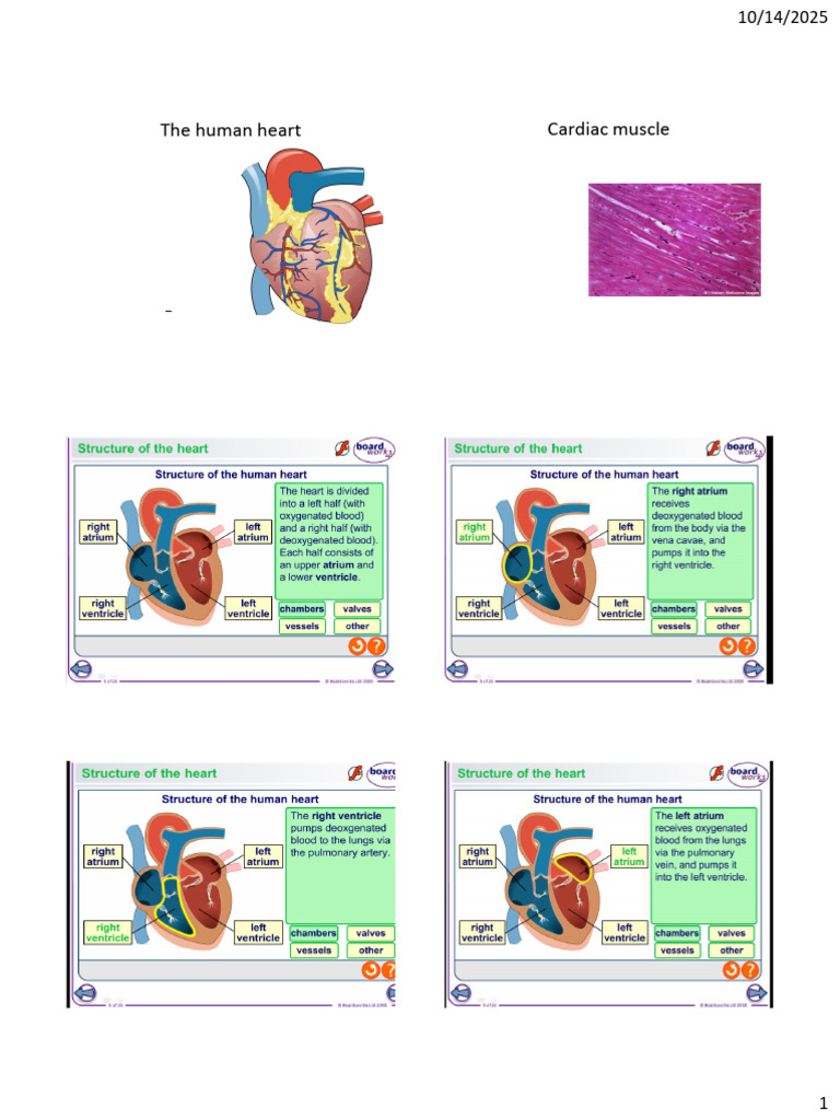 1.2 The Human Heart Handout | PDF