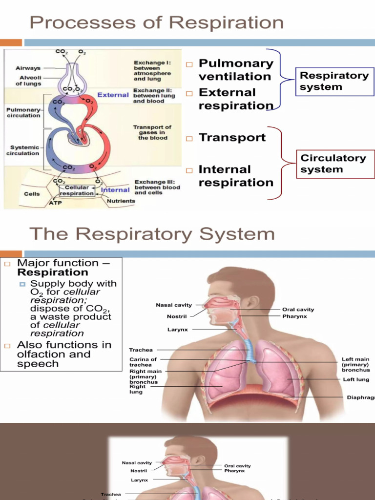 P | PDF | Lung | Respiratory System