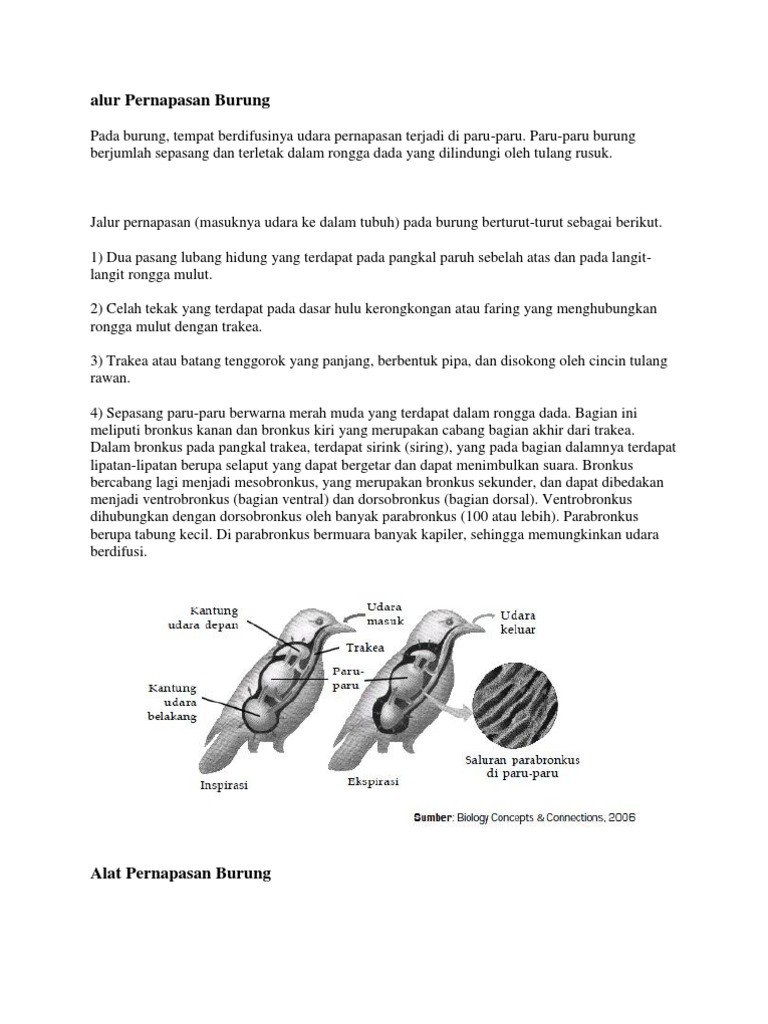 Alur Pernapasan Burung | PDF