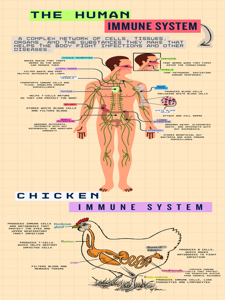 Human Immune SystemELSC (Infographic) | PDF | Immune System | Lymphatic ...