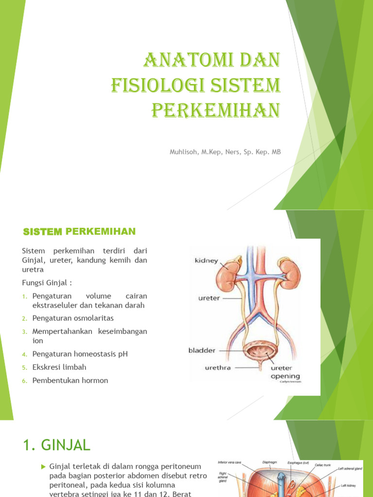 Anatomis dan Fisiologi Sistem Perkemihan | PDF