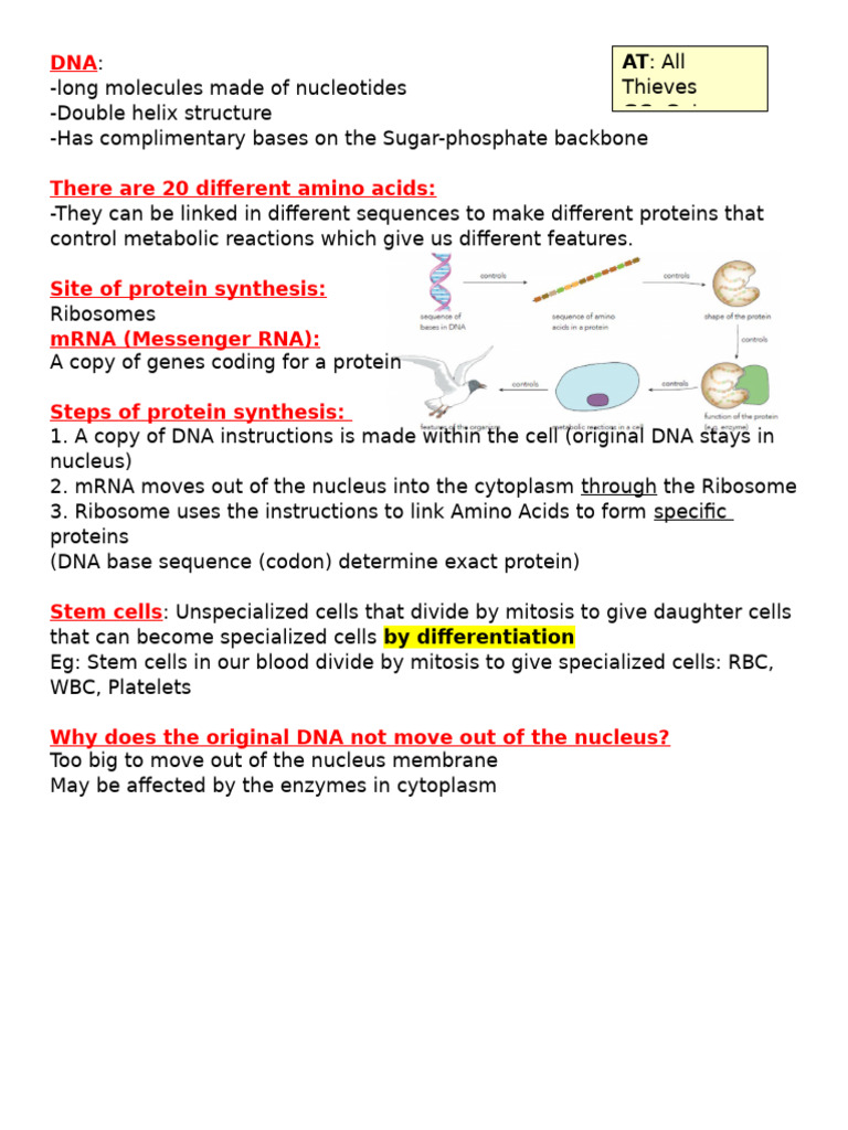 16.2 Genes and Protein Synthesis | PDF