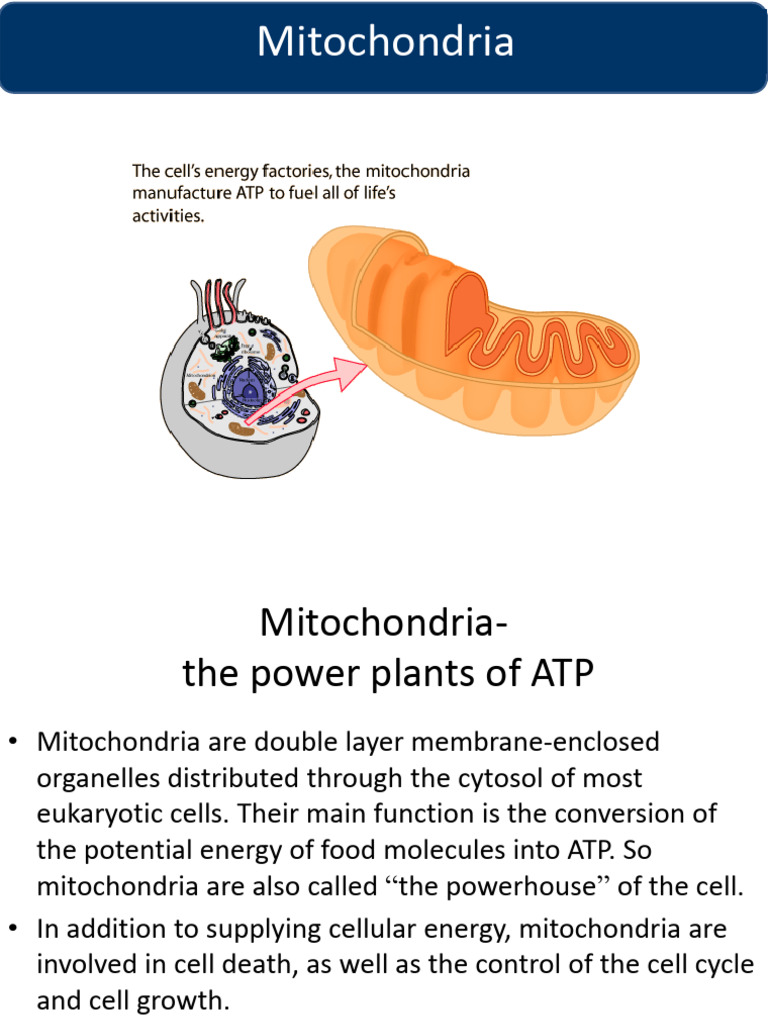 Mitochondria: Structure and Function | PDF | Chloroplast | Mitochondrion