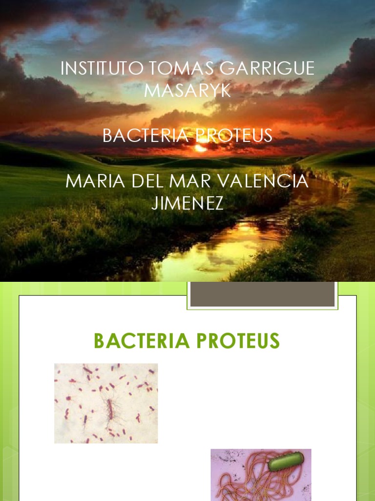 Bacteria Proteus | PDF