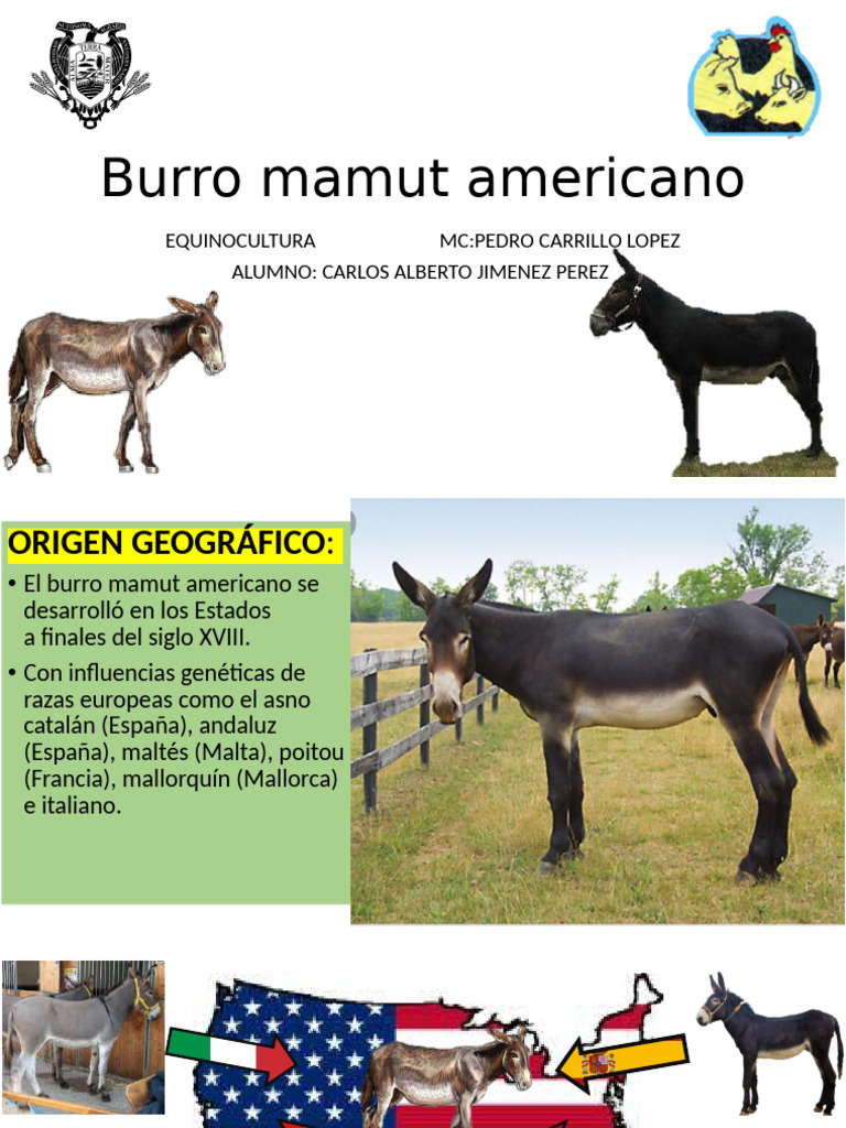 Burro Mamut Americano: Origen y Usos | PDF