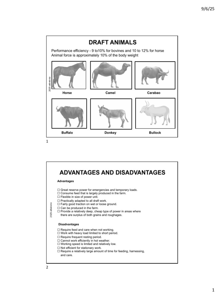 Draft Animal Power: Efficiency & Use | PDF | Plough