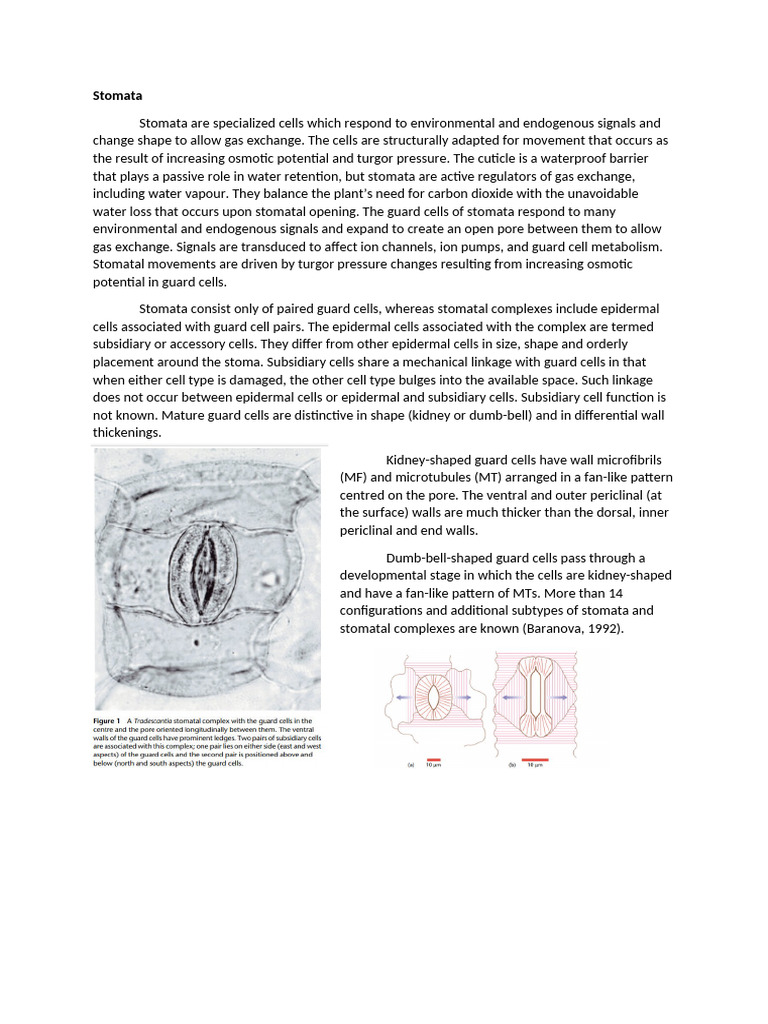 Stomata Note | PDF | Stoma | Botany