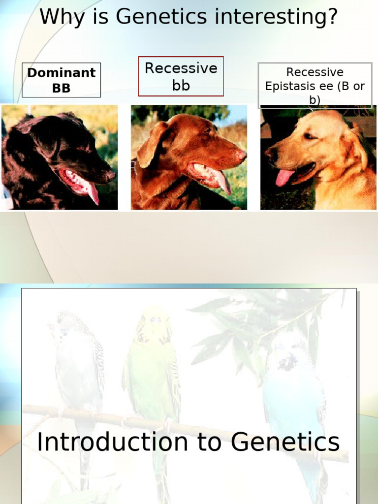 Intro To Genetics Prelims | PDF | Dominance (Genetics) | Allele