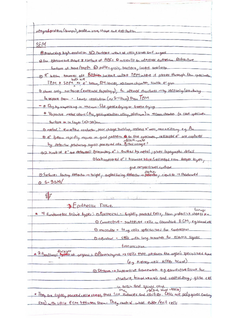 Epithelial Tissue and Cell Junctions | PDF