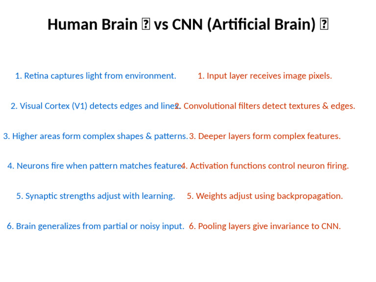 Human Brain Vs CNN Infographic | PDF
