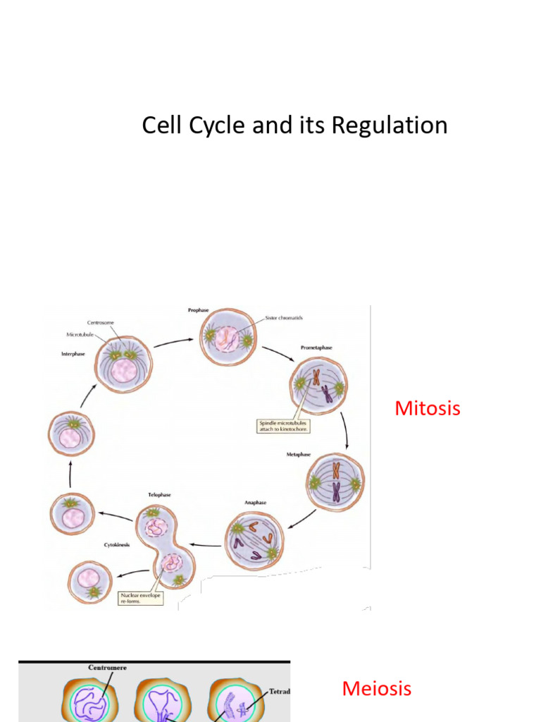 5 Cell Cycle and Its Regulations | PDF