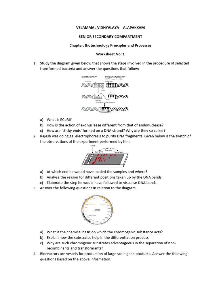 Work Sheet - Biotechnology Principles and Processes | PDF