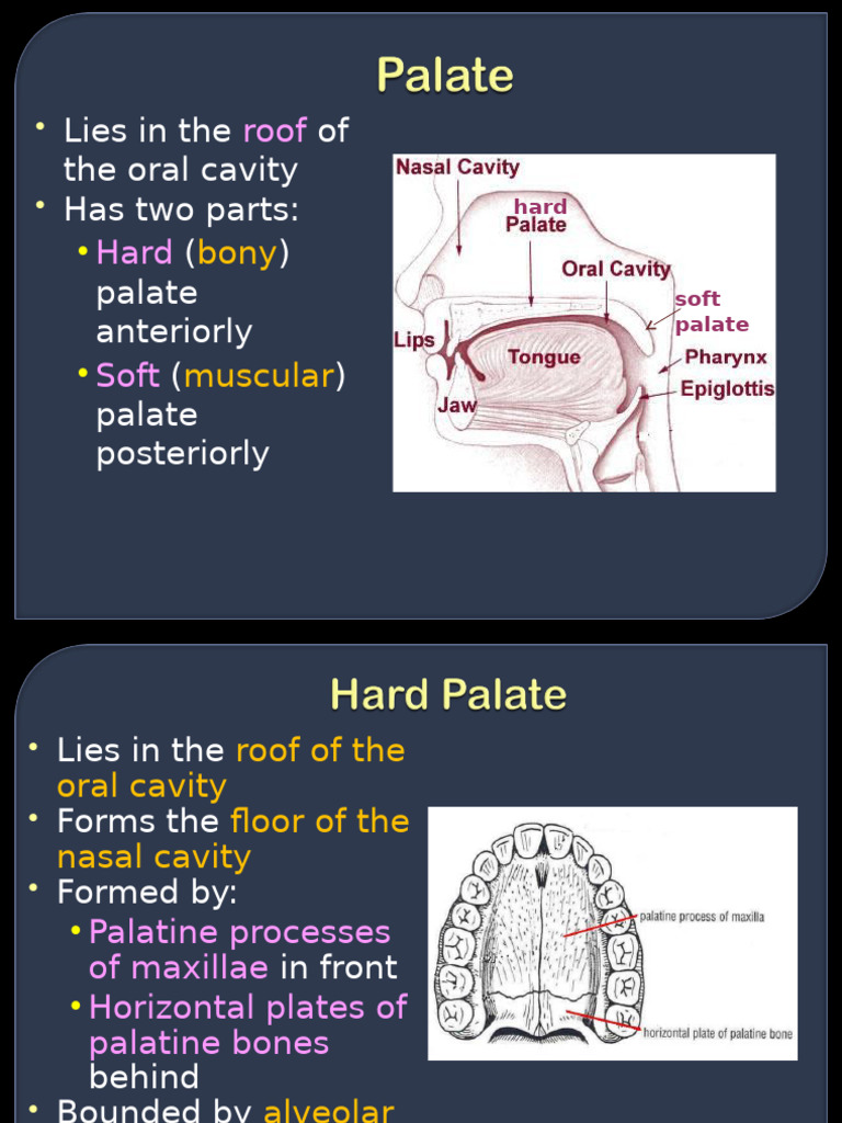 Soft Palate | PDF | Tongue | Human Anatomy