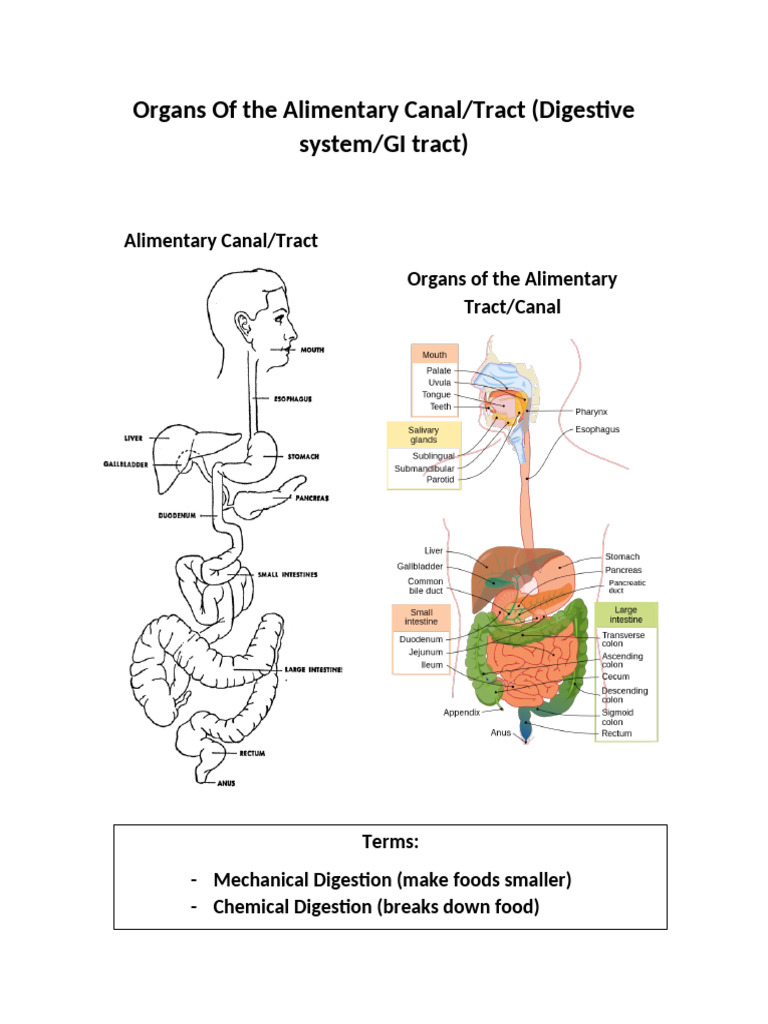 Grade 8 Science Notes (Organs of The Alimentary Canal) | PDF | Stomach ...