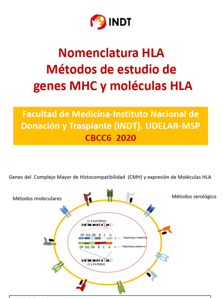 1-Nomenclatura HLA y Métodos de Estudio | PDF | Antígeno leucocitario ...