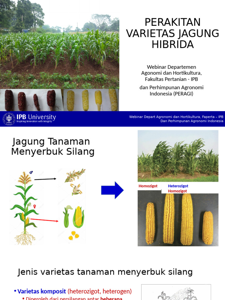 2. Bab II Perakitan Varietas Jagung Hibrida (Dr. Arya Widura Ritonga) | PDF